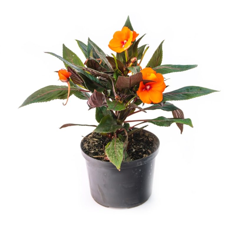 PLANTA GUINEA - PLANTAE