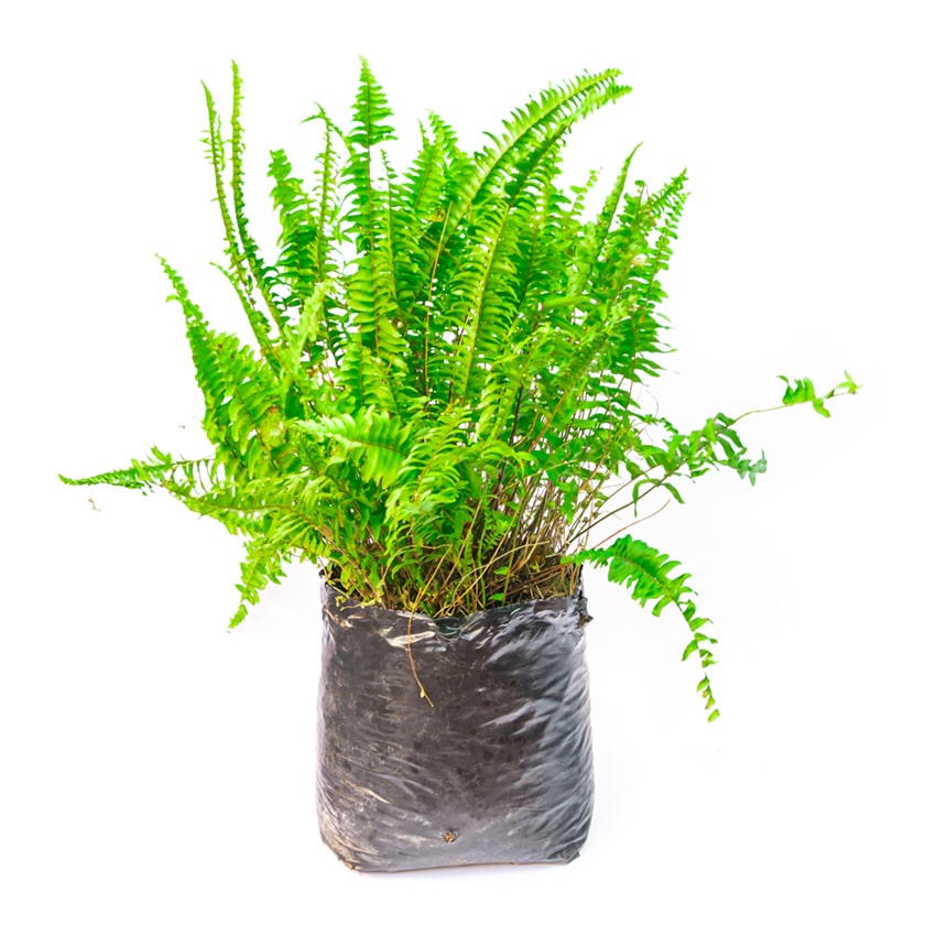 PLANTA GUINEA - PLANTAE