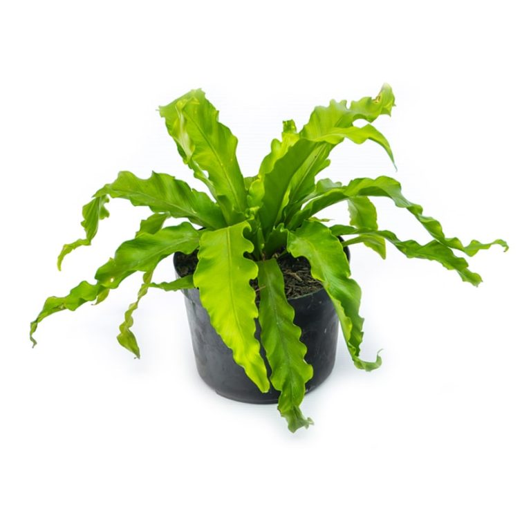 PLANTA GUINEA - PLANTAE